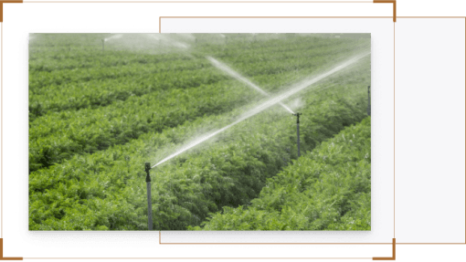 Cẩm Nang Cách Trồng Cây Mì - Nhà Bè Agri