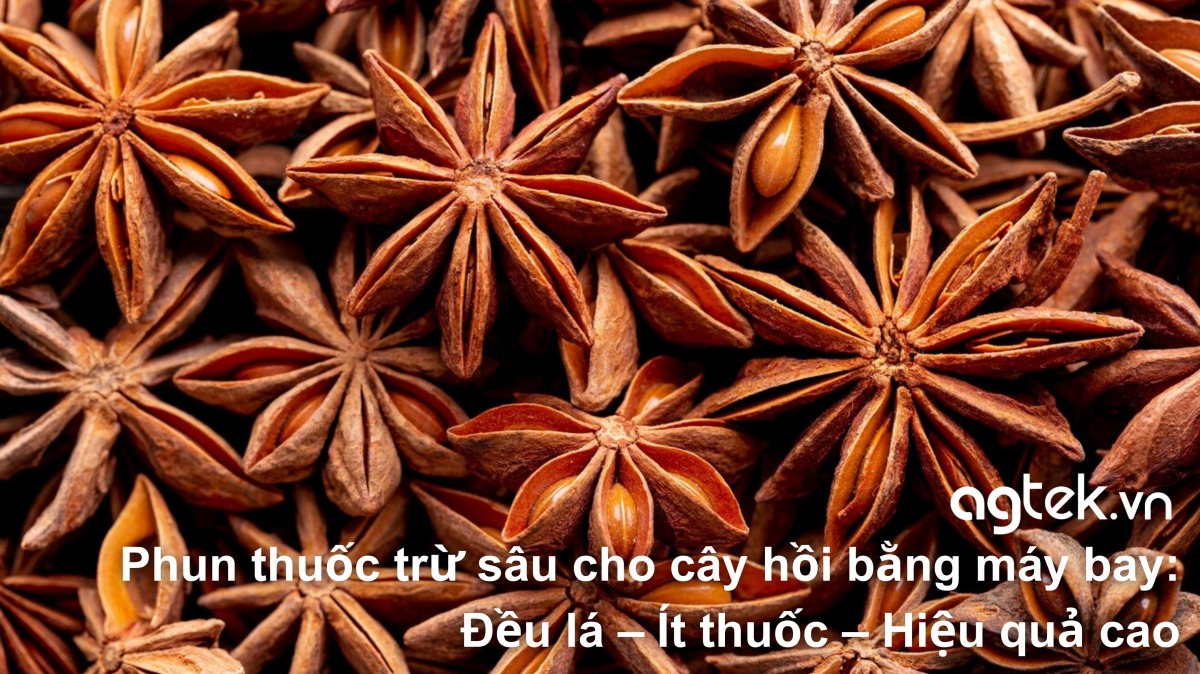 Phun Thuốc Trừ Sâu Cho Cây Hồi Bằng Máy Bay: Đều Lá – Ít Thuốc – Hiệu ...